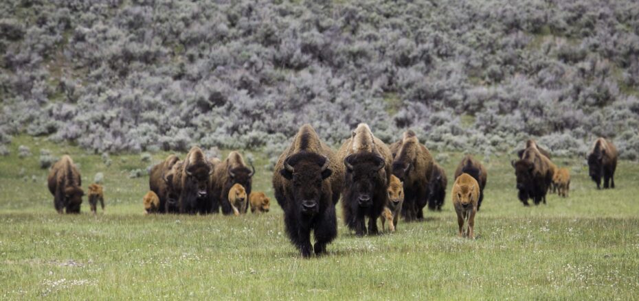 Yellowstone's last wild buffalo are being slaughtered in a range war