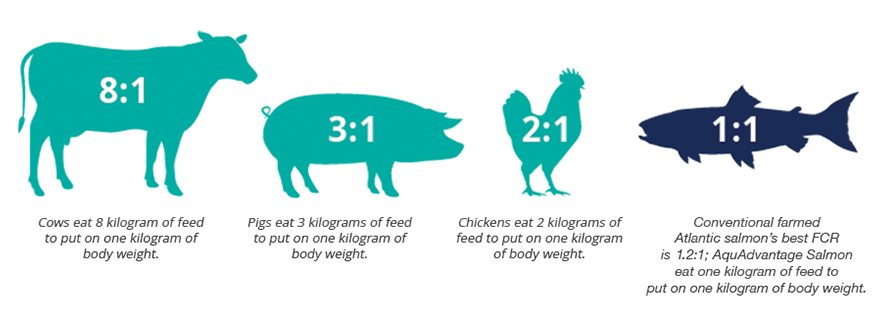 GMO fish are ready for us. Are we ready for them?