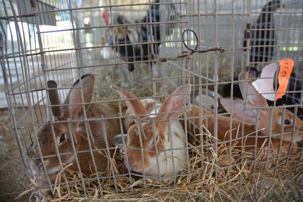 Inside the fairgrounds housing 1,000 Hurricane Harvey animal evacuees