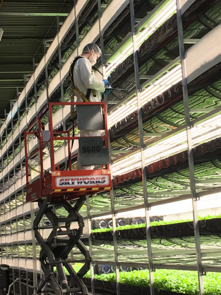 What will it really take for vertical farms to succeed? | The Counter