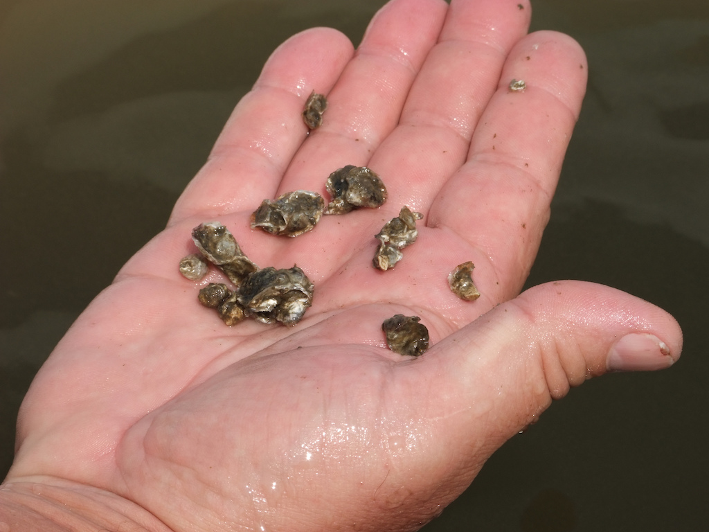 Oysters on acid: How the ocean's declining pH will change the way we eat