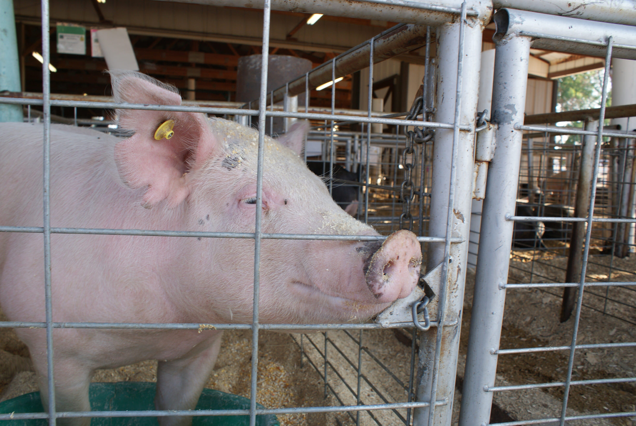 USDA proposes 'modernizing' swine inspections