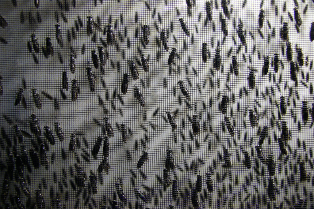 Maggot revolution | The Counter