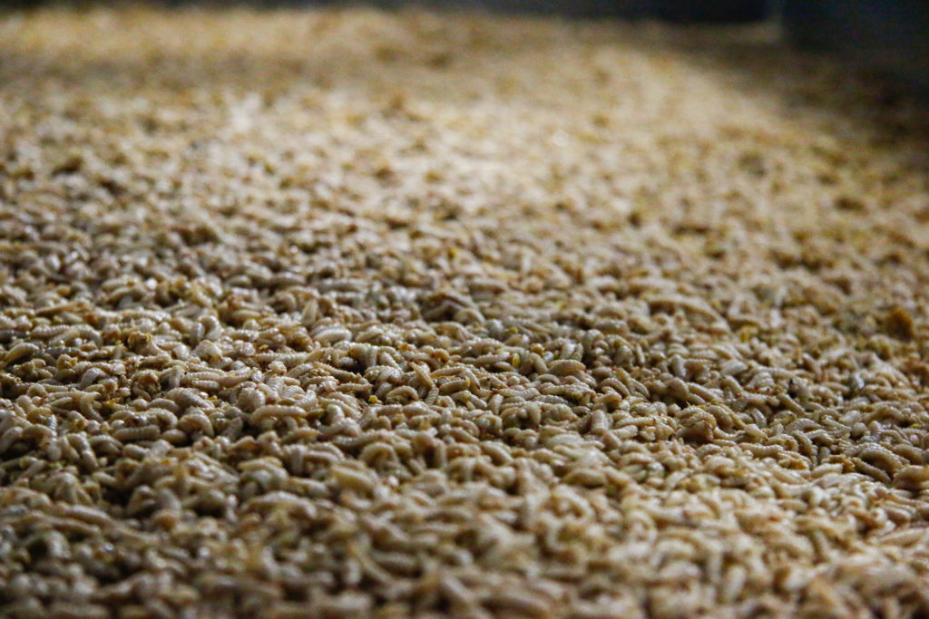 Maggot revolution | The Counter