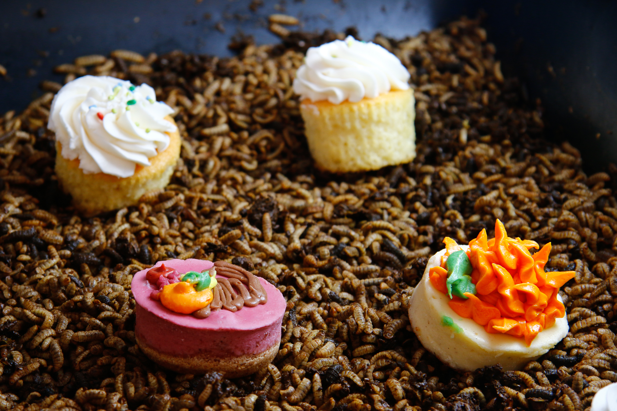 Maggot revolution | The Counter