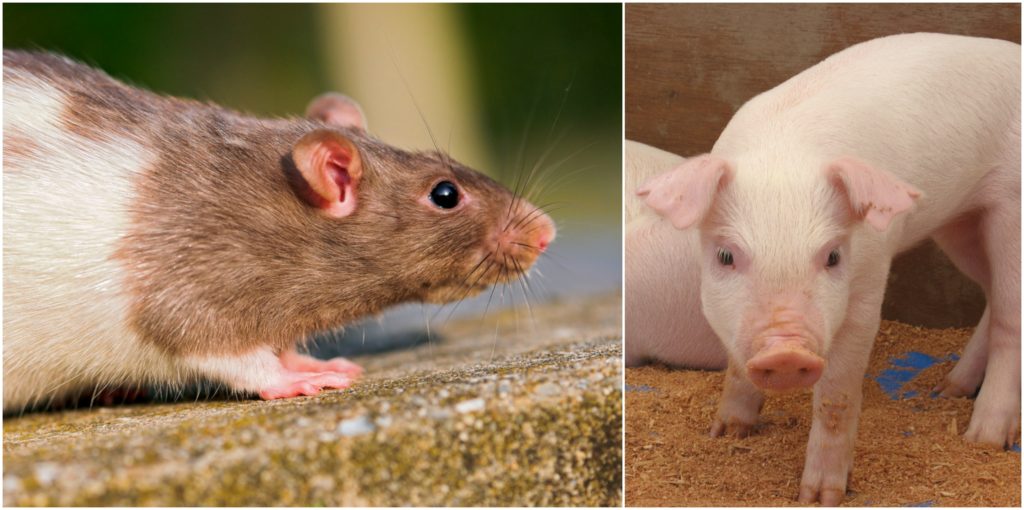 Hornless Holsteins and Enviropigs: the genetically engineered animals ...