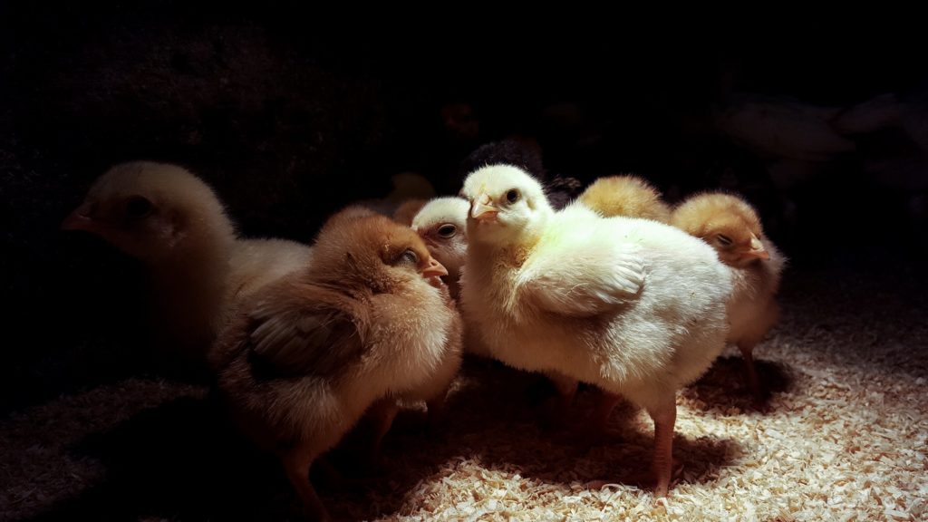 The U.S. Postal Service will mail you baby chickens. Yes, live chickens.