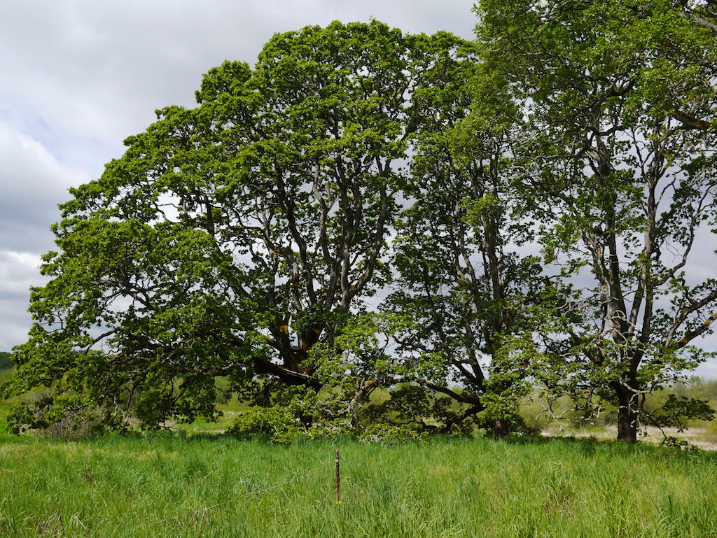 Can a whiskey save Washington’s only native oak tree species?