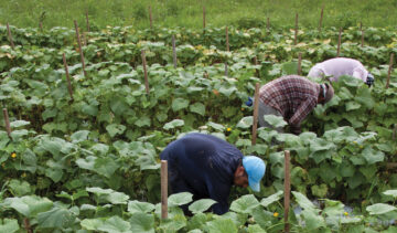 The activism of the United Farm Workers runs deep. So does the history ...