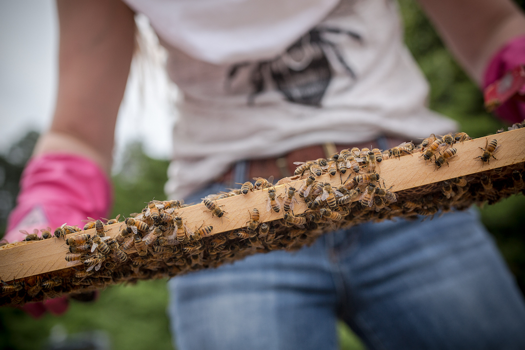 In Detroit, urban beekeepers partner with businesses to build bee highway