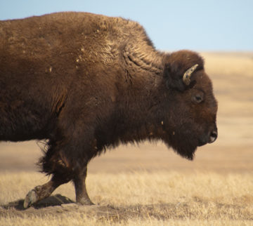 How rampant mislabeling puts America's grass-fed beef producers out of ...