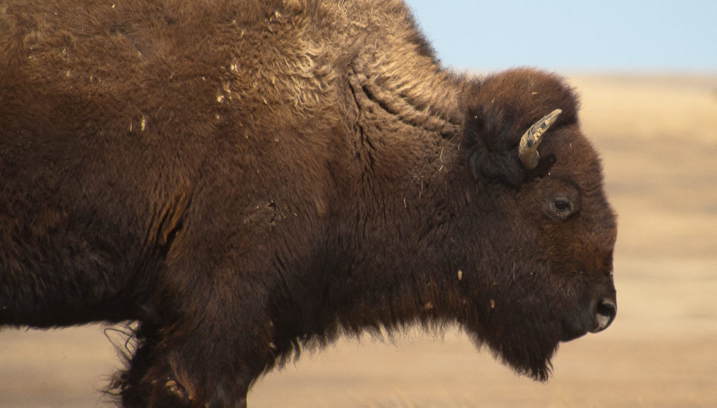 Bison bars were supposed to restore Native communities and grass-fed ...