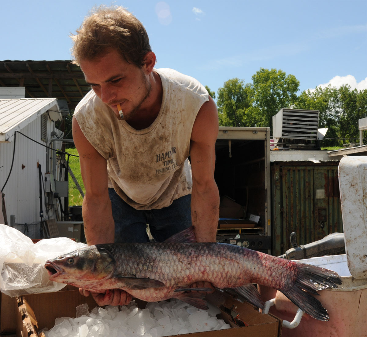 An invasive black carp with human-like molars is threatening the ...