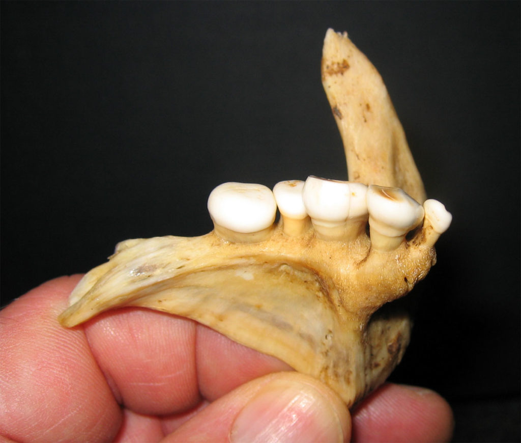 An invasive black carp with human-like molars is threatening the ...