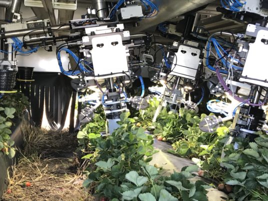 Strawberry farmers -- Come with Harvest CROO if you want to live