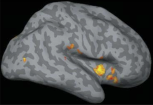 How does the human brain experience taste?