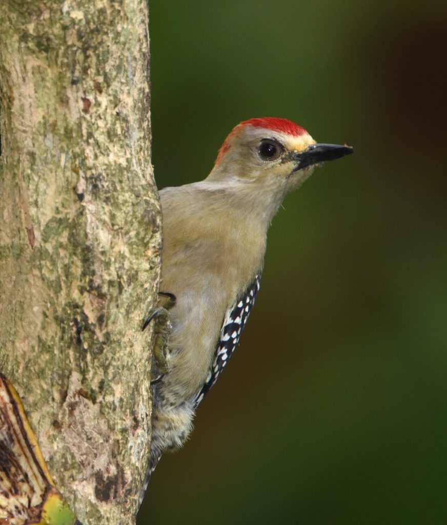 Can shade-grown coffee really save endangered migratory birds?