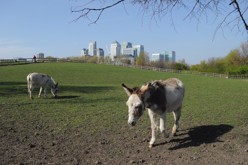 On cows, condos, and the limits of urban agriculture