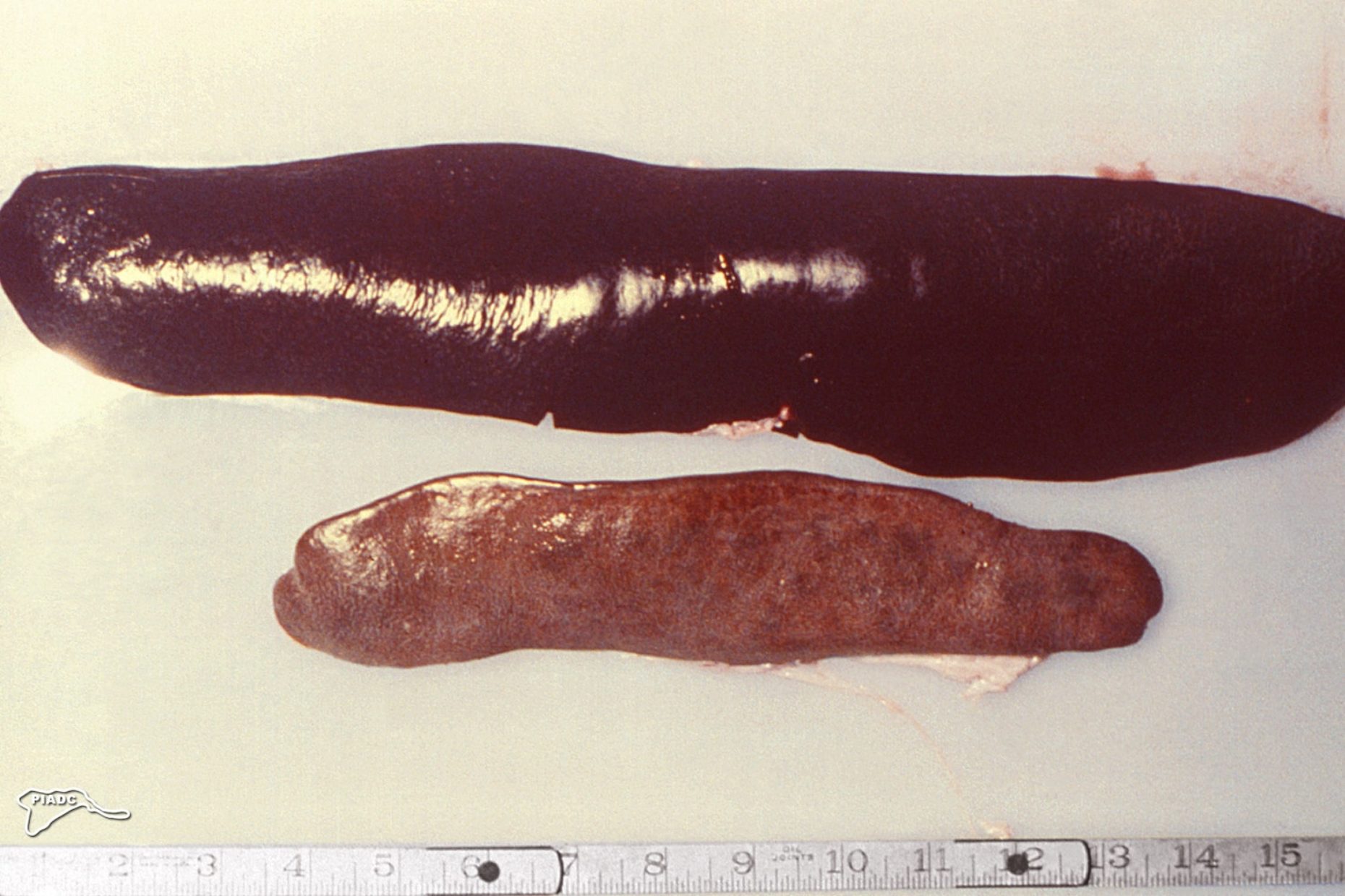 On a tiny, isolated island, USDA scientists prep for the pork-pocalypse