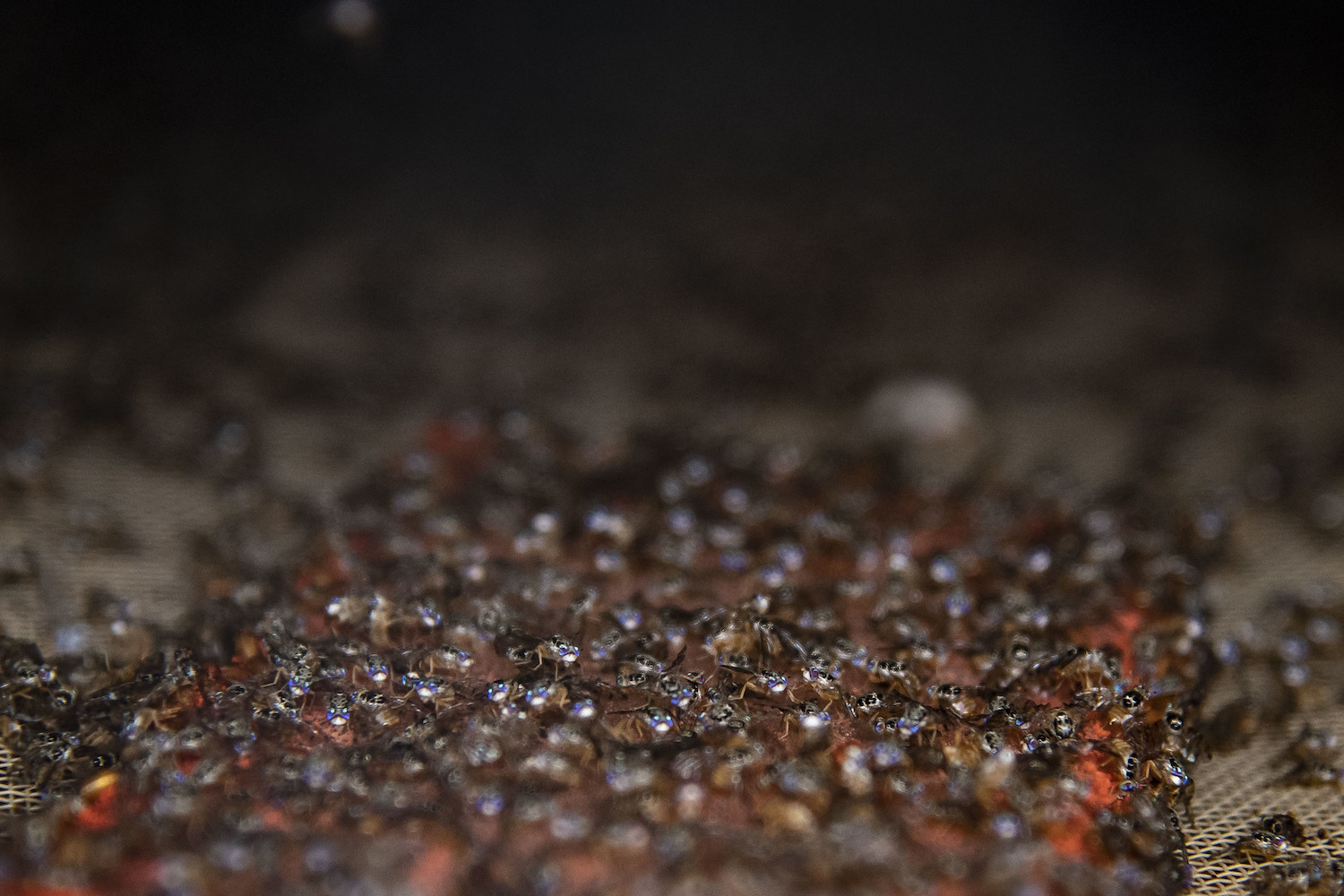 How do you get rid of fruit flies? Flood the country with billions of them.