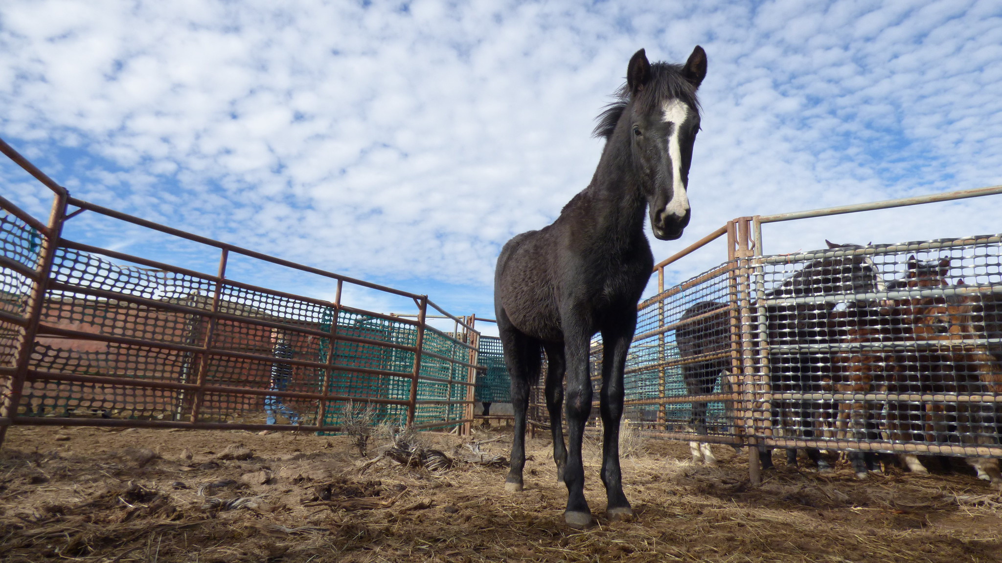 How America's wild horses end up in slaughterhouses abroad