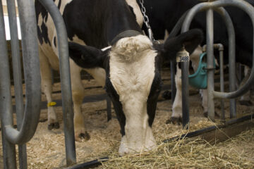 Reducing the burp burden: Cargill will soon sell high-tech, methane ...