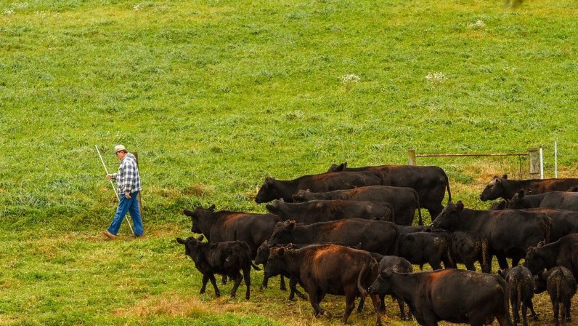 Crowd Cow promised to bring craft meat to the masses. Some ranchers say ...