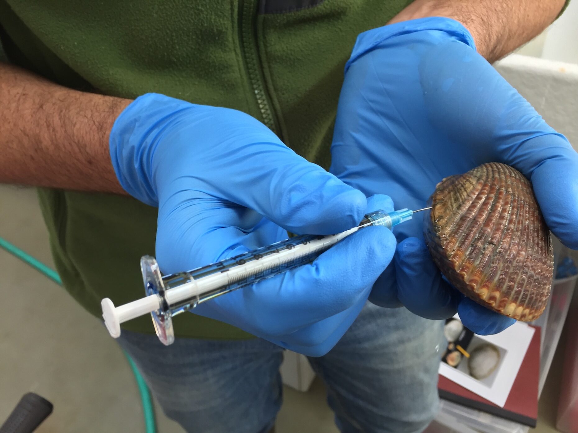 Puget Sound tribes and scientists join forces to breed millions of clams
