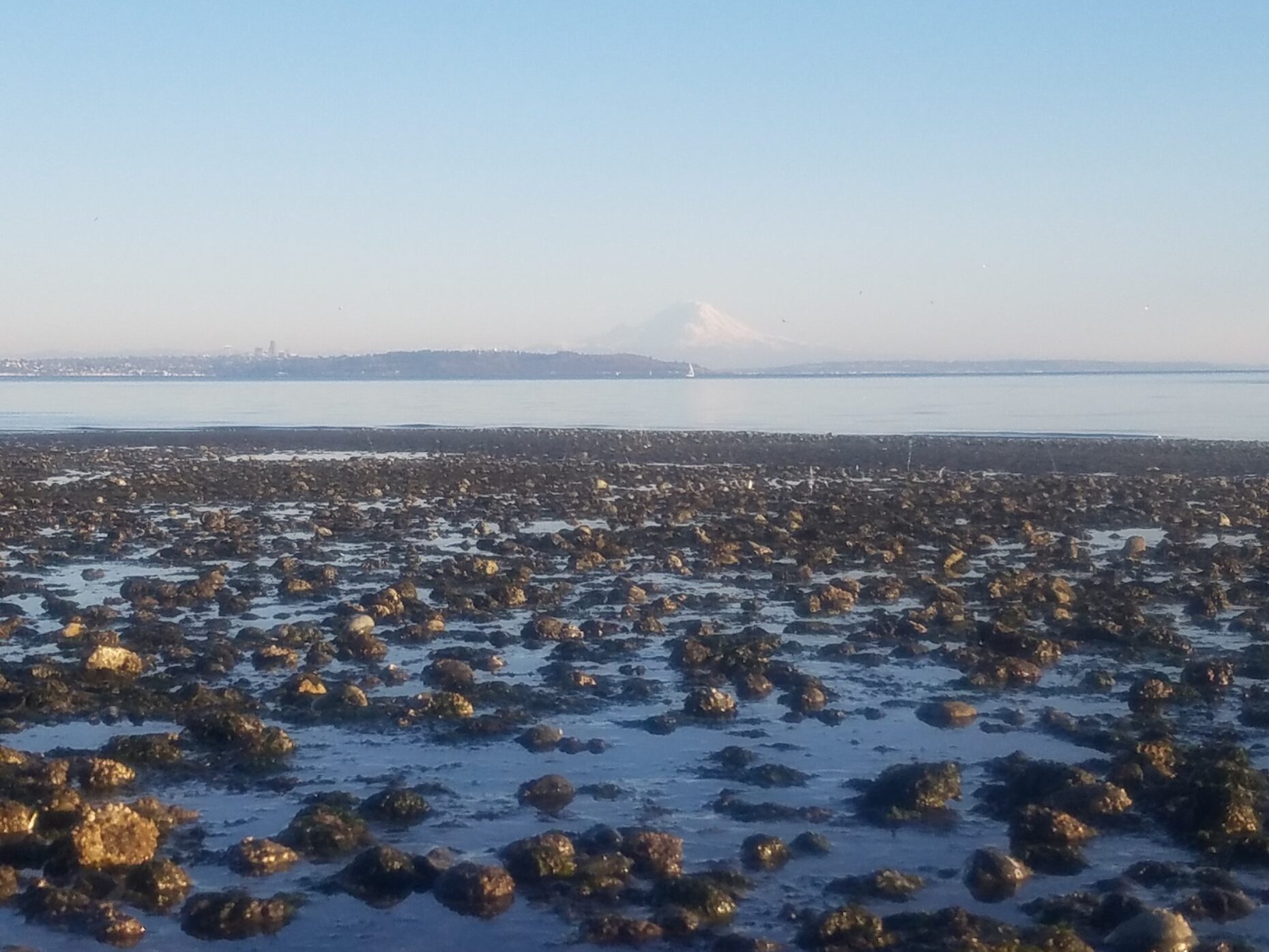 Puget Sound tribes and scientists join forces to breed millions of clams