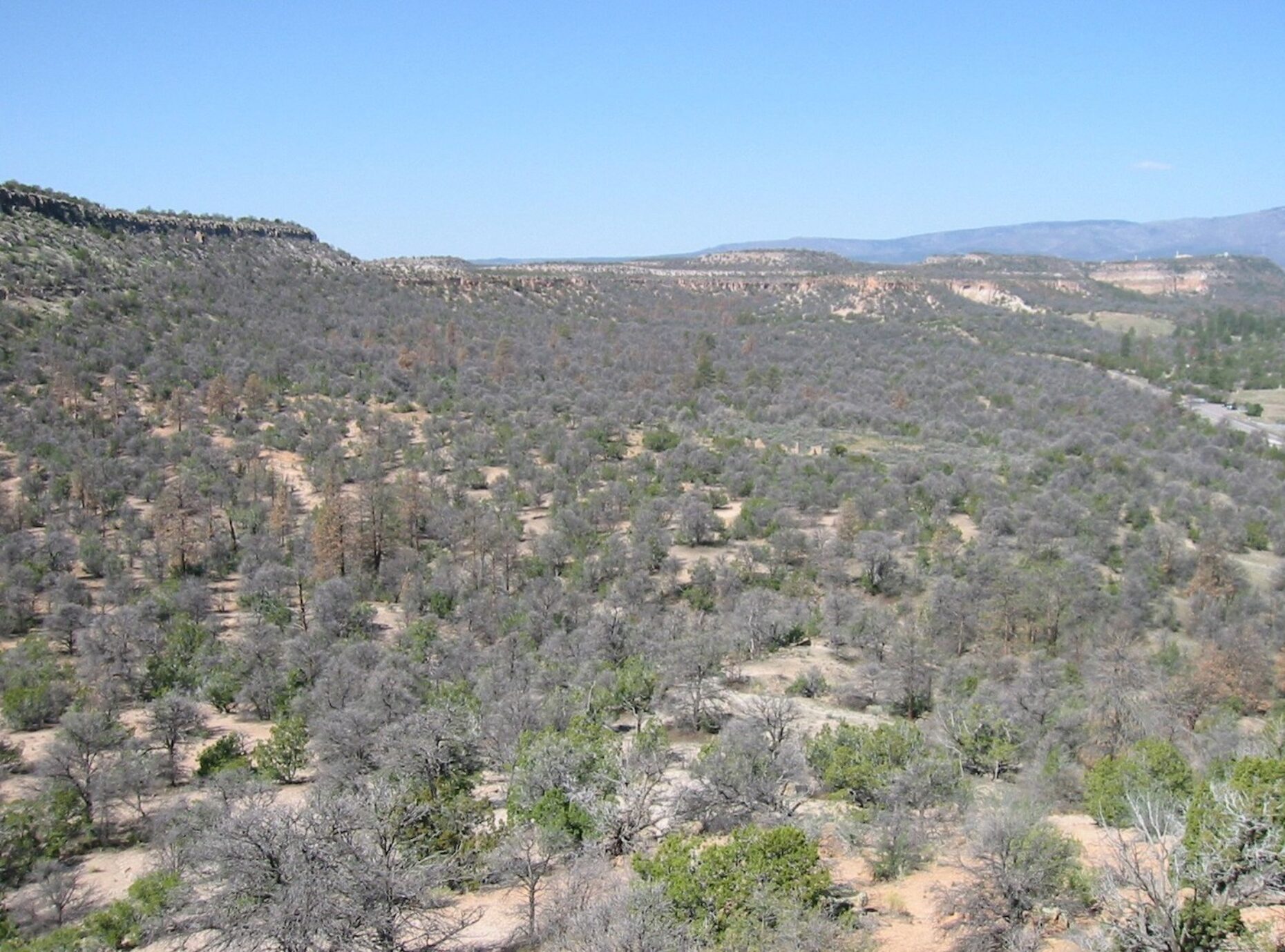 Piñon nuts are cherished in New Mexico. Thanks to climate change, they ...