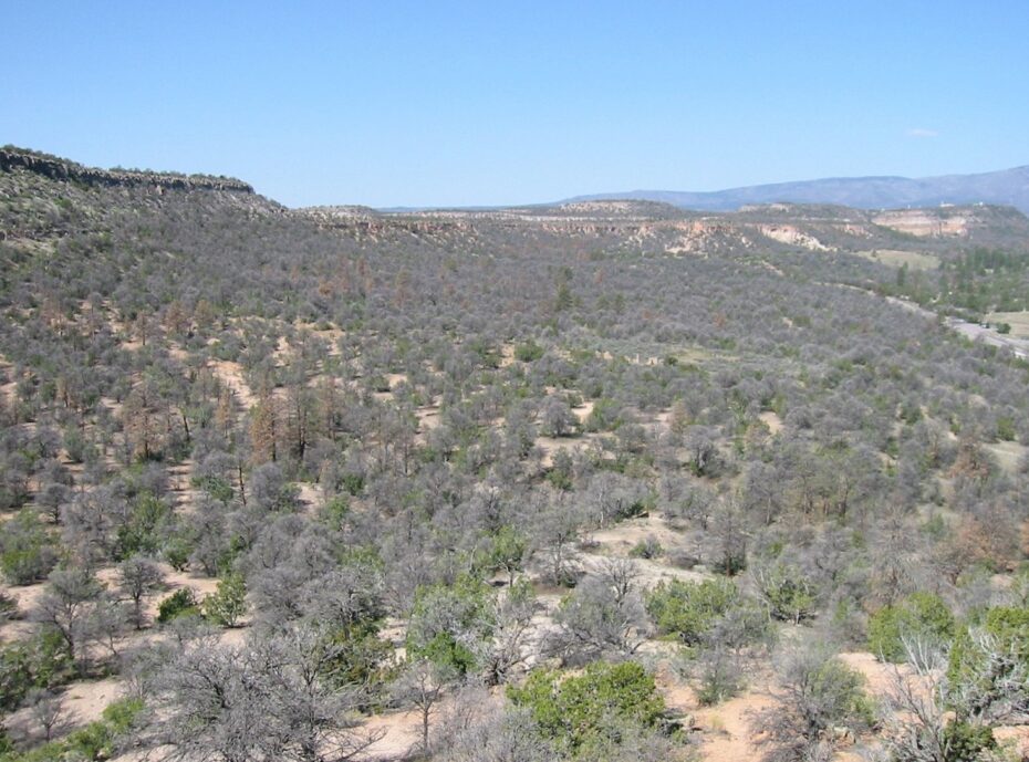 Piñon nuts are cherished in New Mexico. Thanks to climate change, they ...