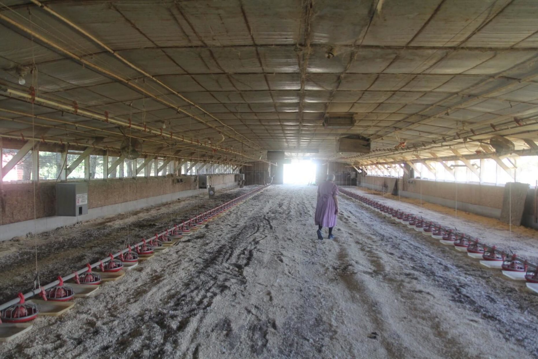 An organic chicken empire is growing—in old barns big poultry companies ...