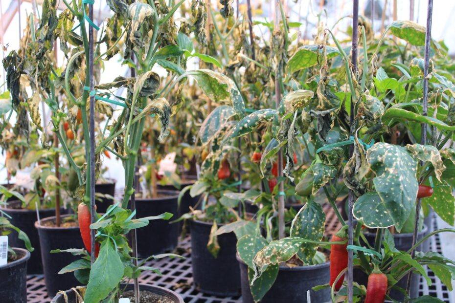 Beautiful disasters: Inside the wild, wilted world of plant breeders ...