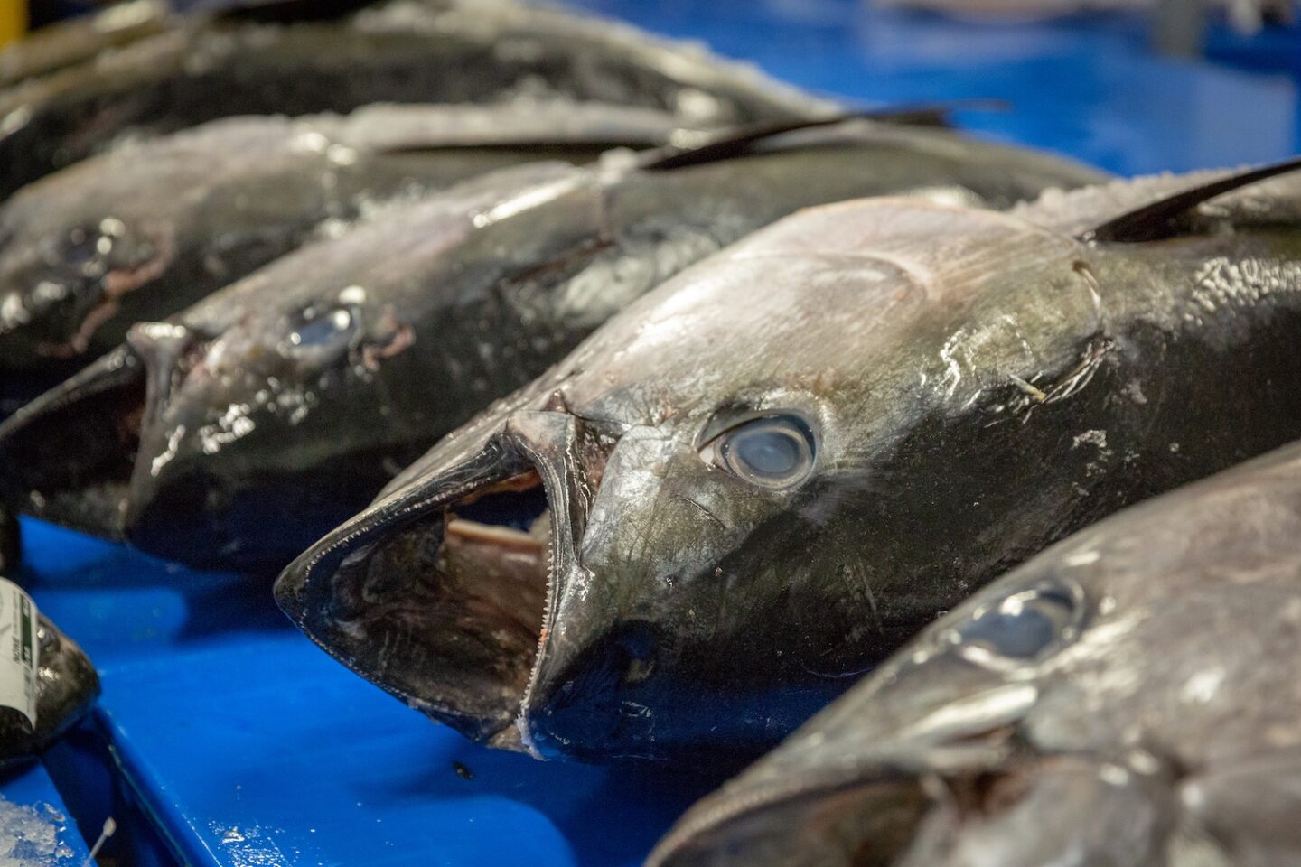 Does protecting the sea harm fishermen? It’s complicated. | The Counter