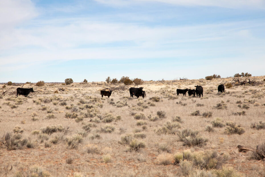 Navajo ranchers are raising premium beef | The Counter
