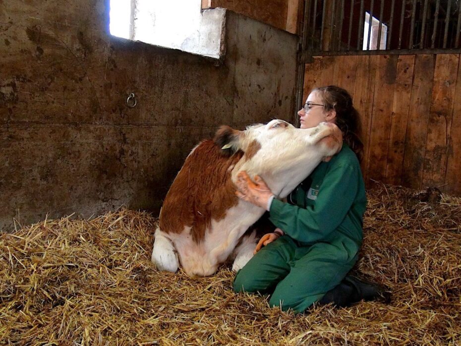 What do you call a cow getting a massage? A whole moo’d. | The Counter