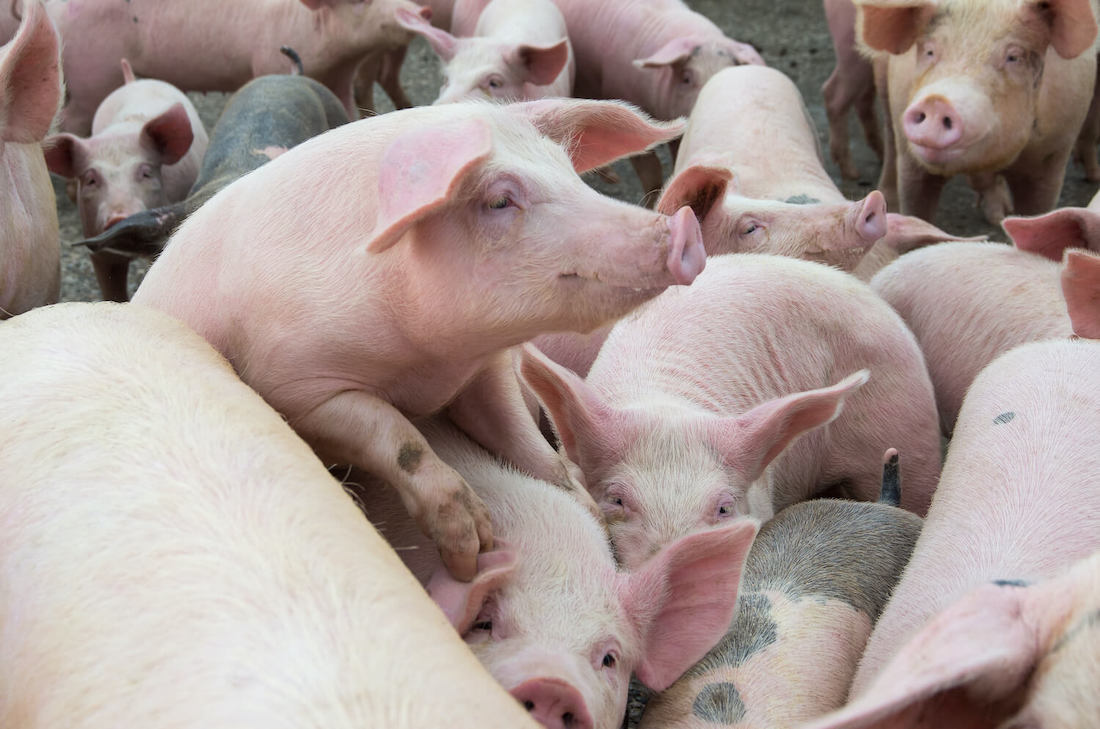 FDA approved its first GM pig for consumption, potentially safe for red ...