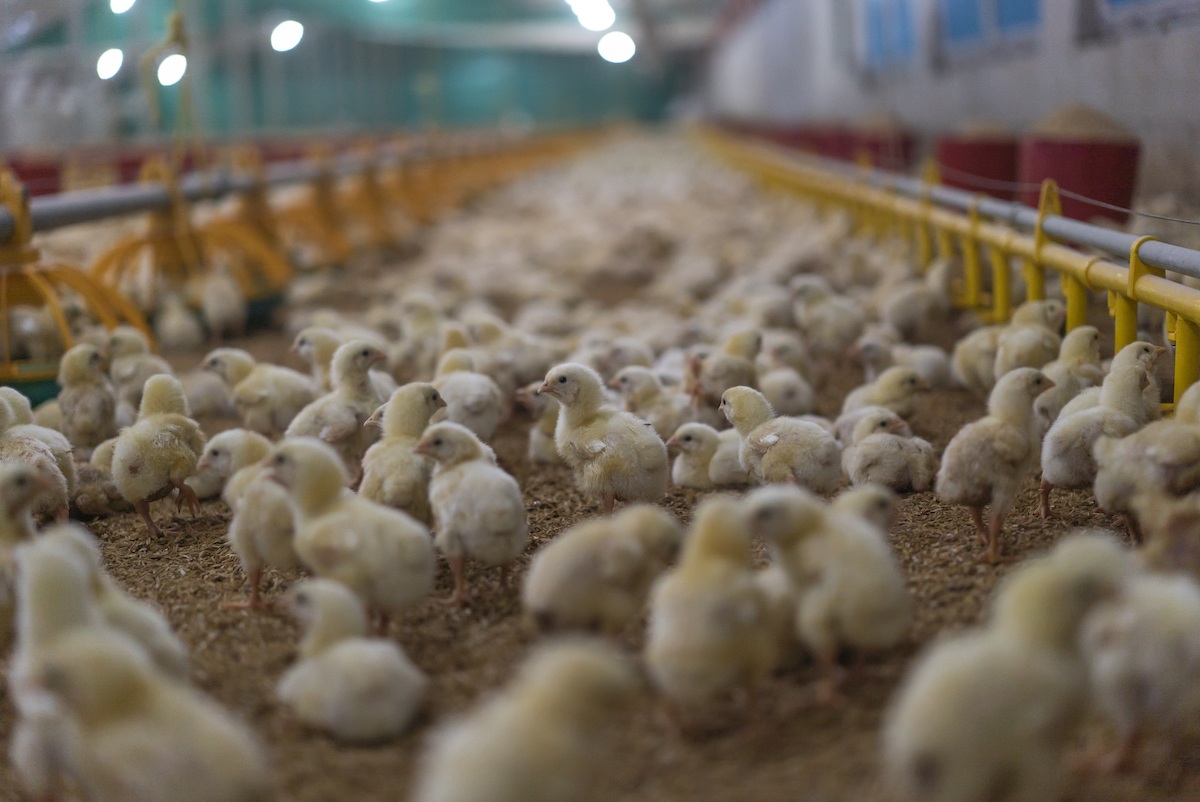 The egg industry grapples with a grim practice: chick culling