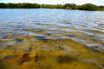 Months after the Piney Point wastewater disaster, a massive red tide ...