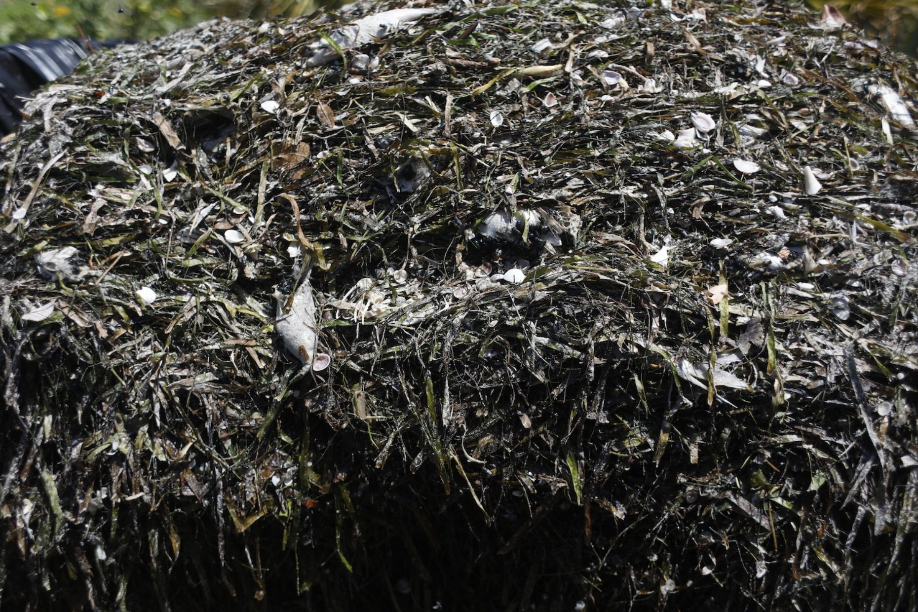 Months after the Piney Point wastewater disaster, a massive red tide ...