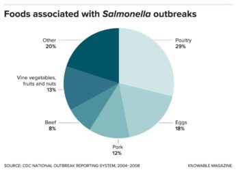 Salmonella: Why it’s a chicken and egg thing | The Counter