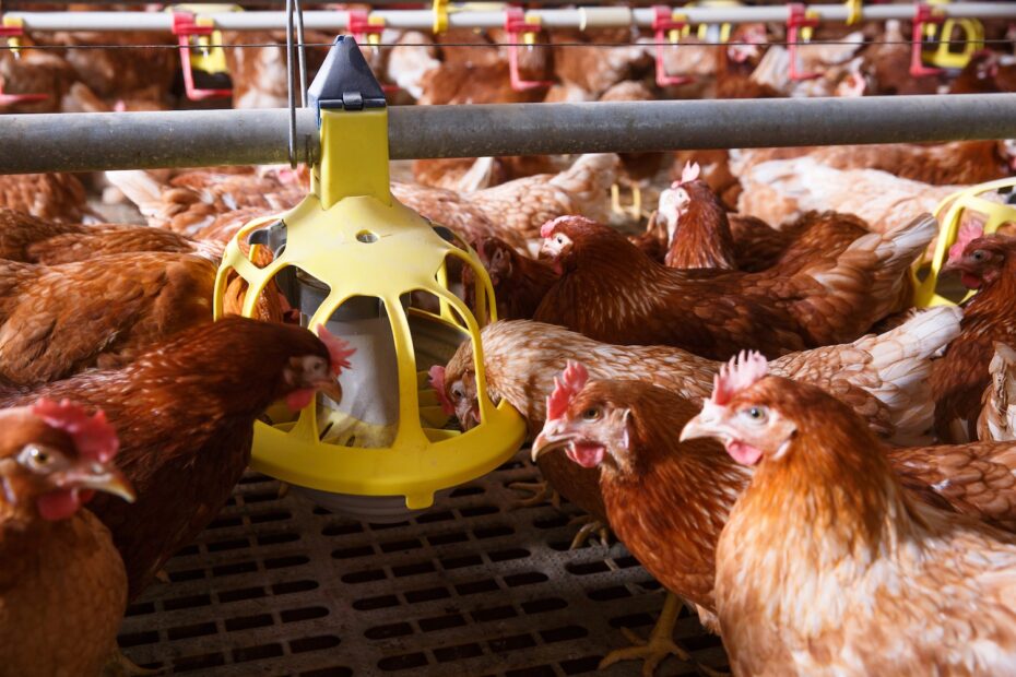 Lab-grown meat is supposed to be inevitable. The science tells a ...