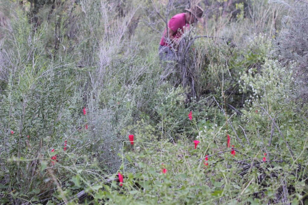The ancient potato of the future | The Counter