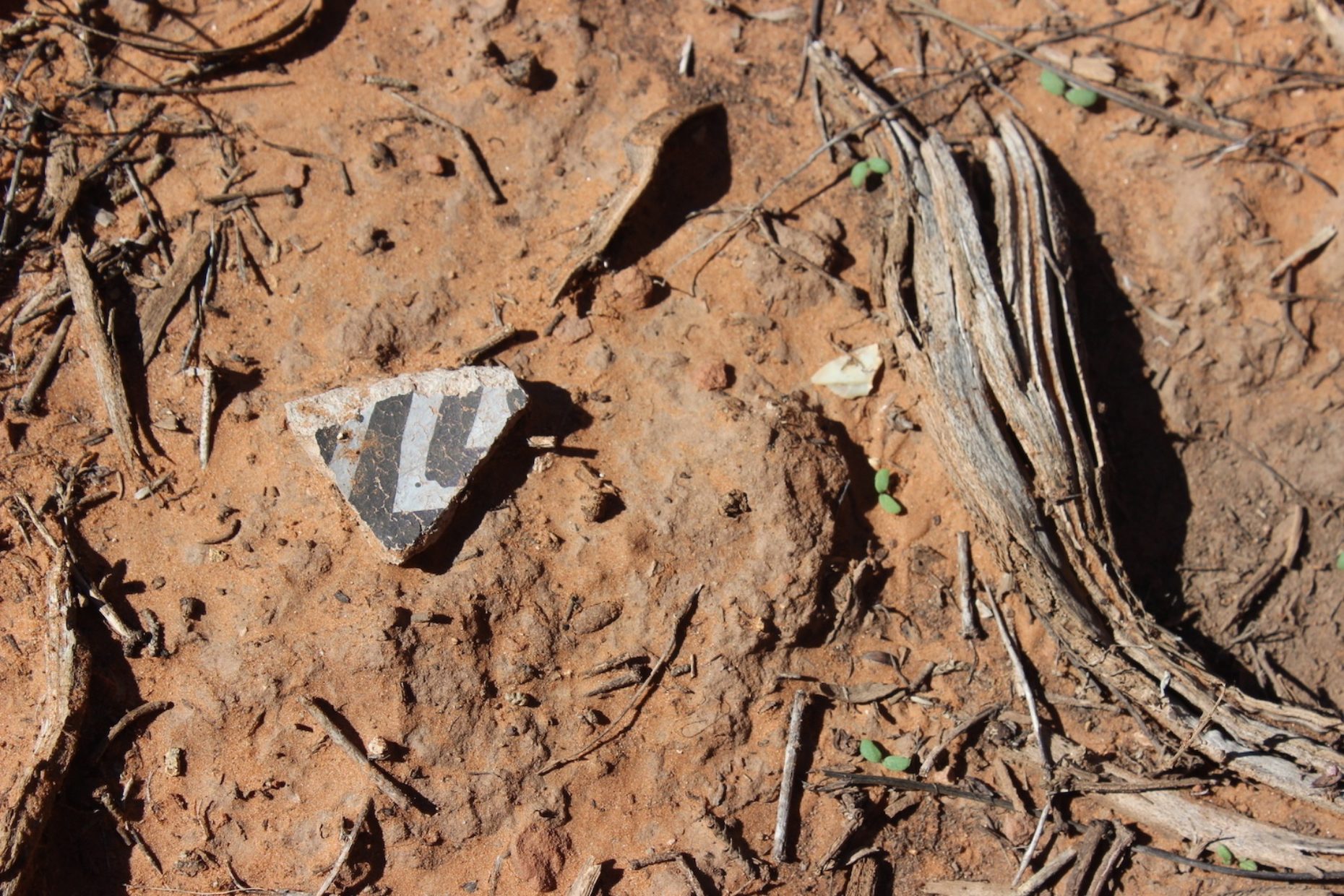 The ancient potato of the future | The Counter