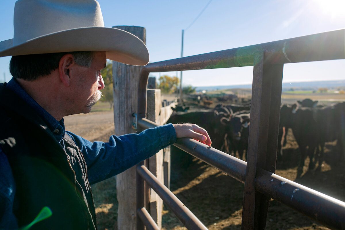 Independent cattle ranchers continue fight against national checkoff ...