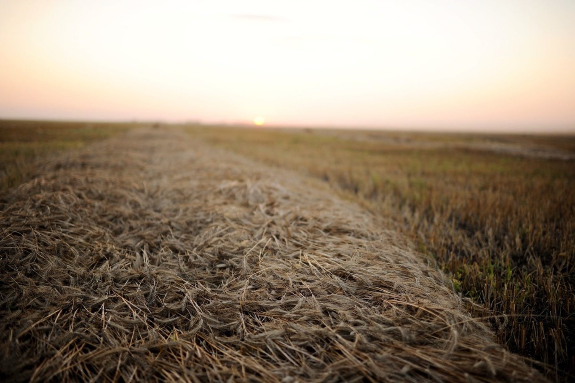 Conventional wisdom says rye varieties don’t affect whiskey flavor. One ...