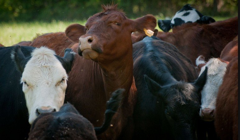 GRAPHIC: Large family farms produced most beef, hogs, and dairy in 2020