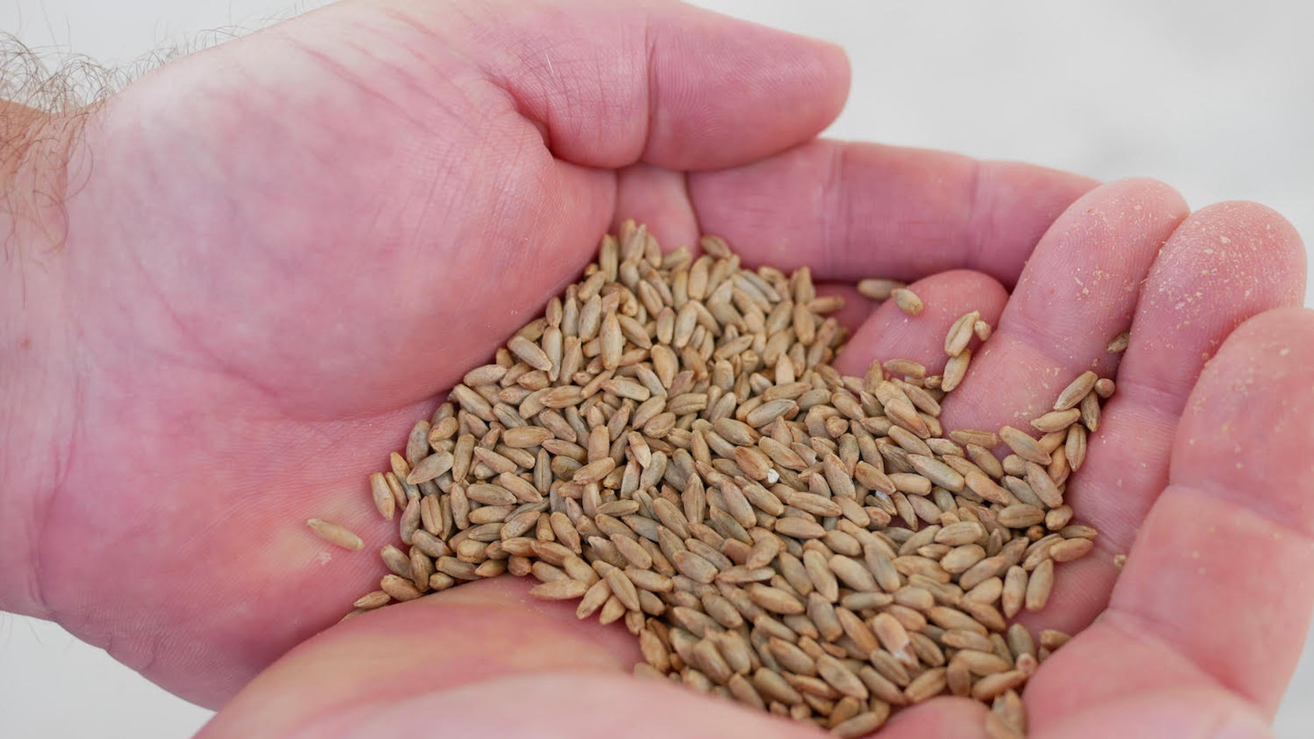 Conventional wisdom says rye varieties don’t affect whiskey flavor. One ...