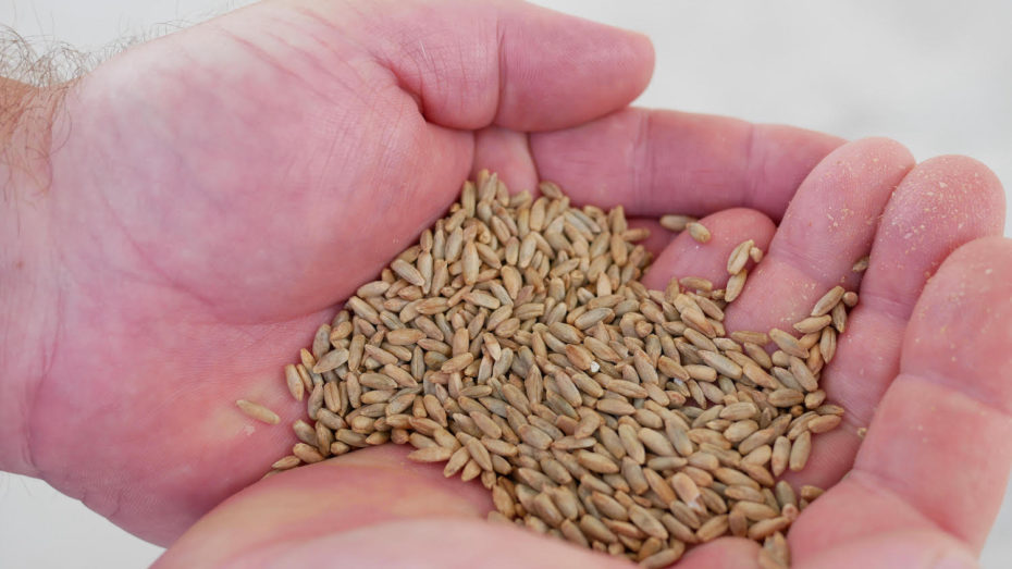 Conventional wisdom says rye varieties don’t affect whiskey flavor. One ...