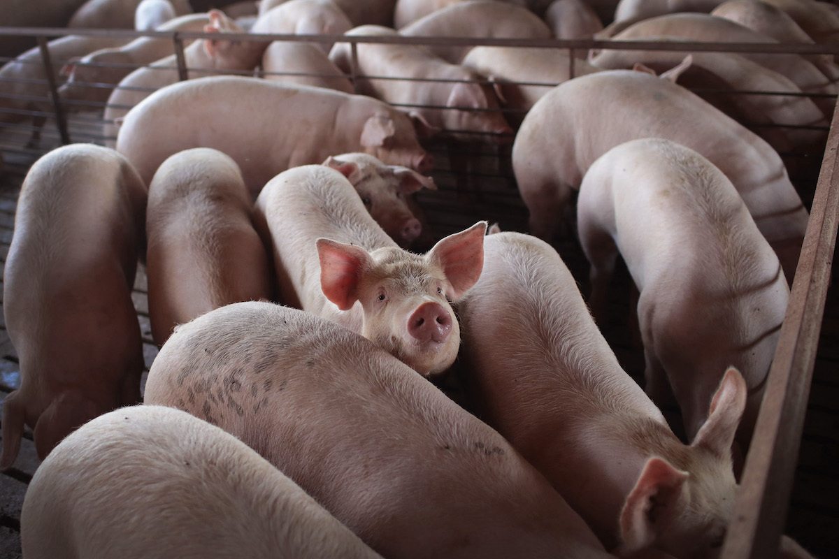 A common swine drug, banned in Canada, Australia, and the EU, is now ...